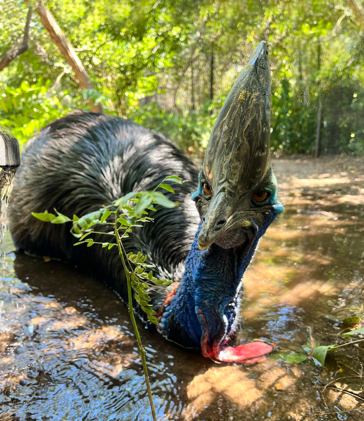 Meet one of the dinosaurs’ closest living relatives - the cassowary ...