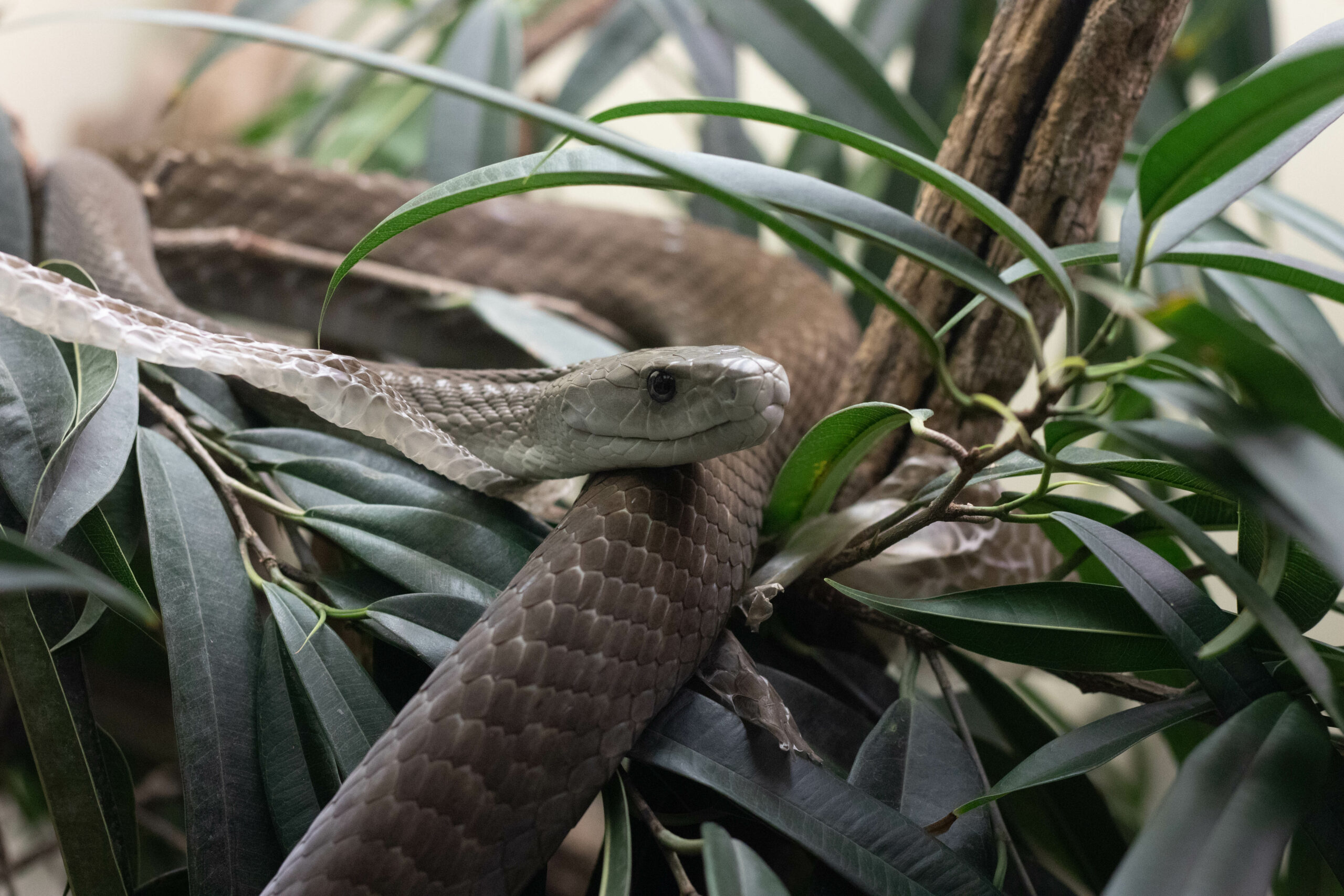 Episode 7: Black Mamba with Chris Williams – Sedgwick County Zoo