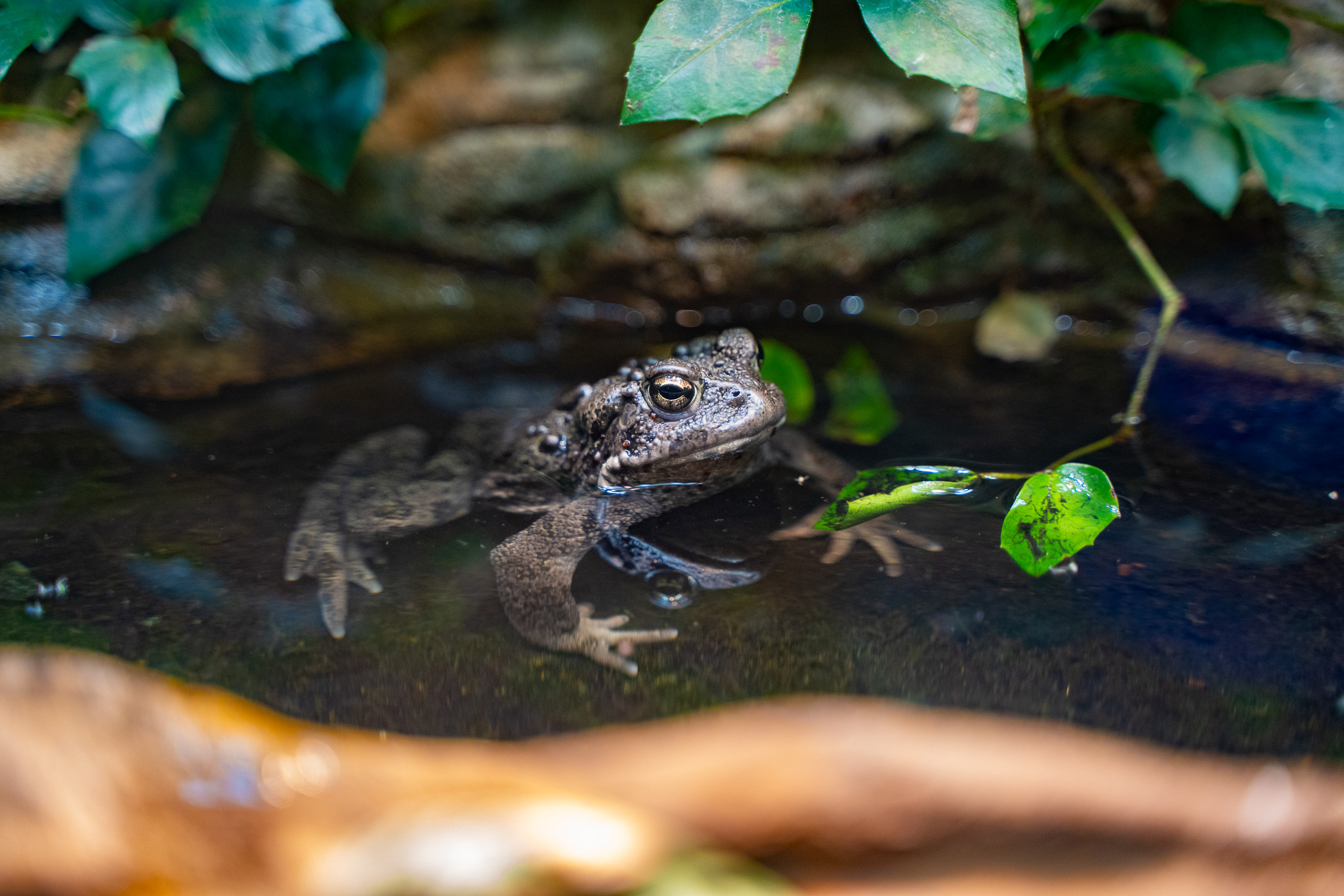 Boreal toad – Sedgwick County Zoo