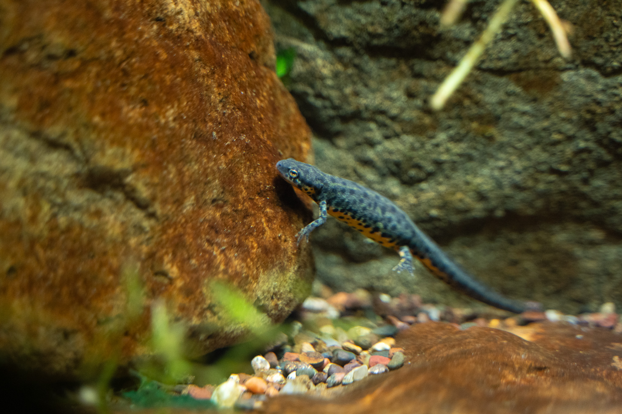 Black spotted newt – Sedgwick County Zoo