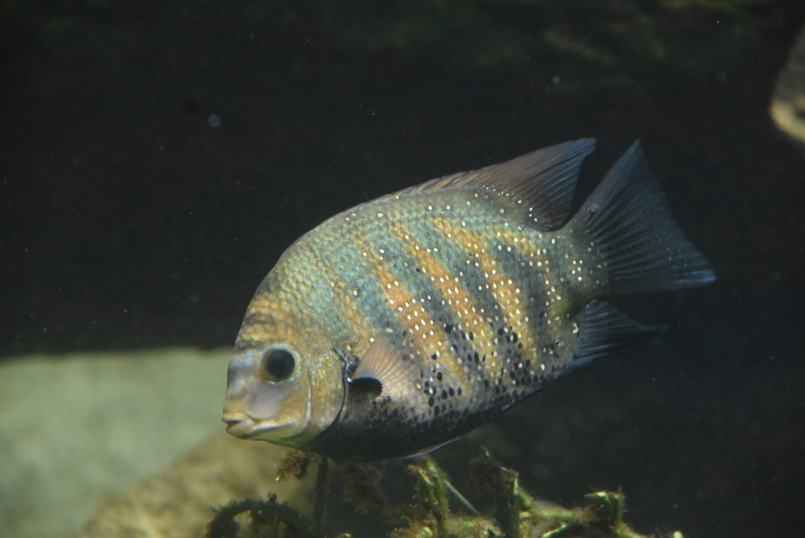 Banded Chromide – Sedgwick County Zoo