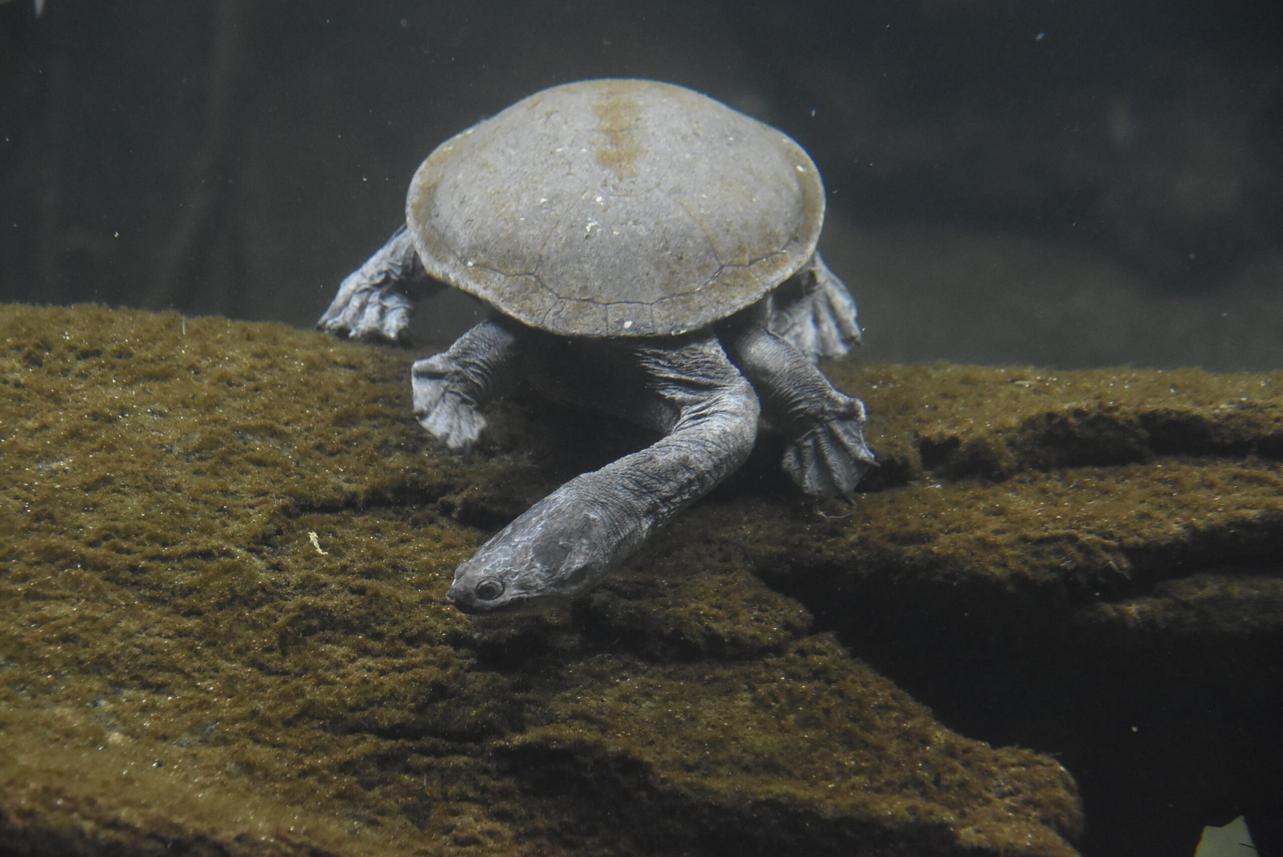 North Australia Snake-Necked Turtle – Sedgwick County Zoo