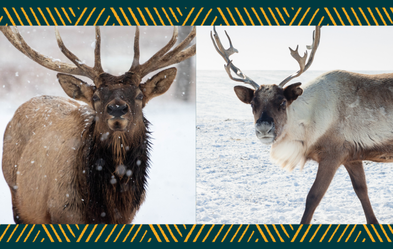 Elk, Reindeer, and Caribou: What’s the Difference? – Sedgwick County Zoo