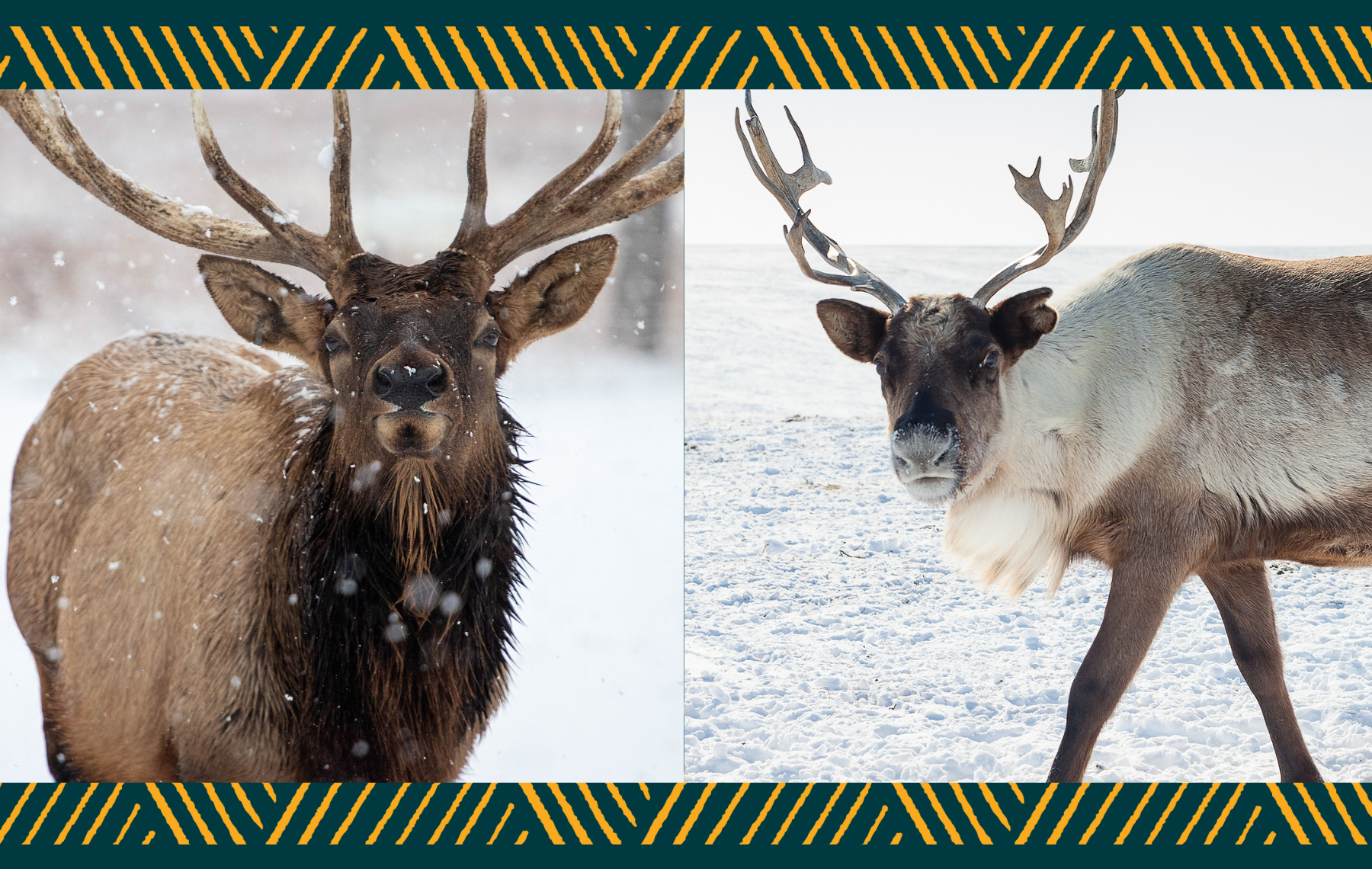 Elk, Reindeer, and Caribou: What’s the Difference? – Sedgwick County Zoo