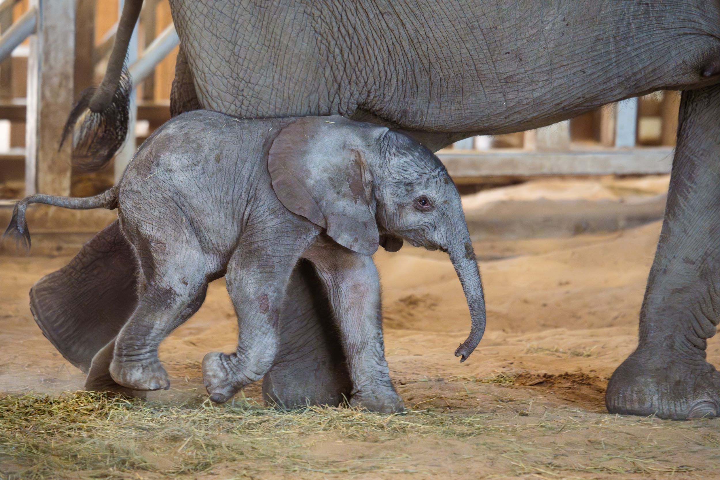 The Big Baby Boom Continues with the Arrival of Another African ...